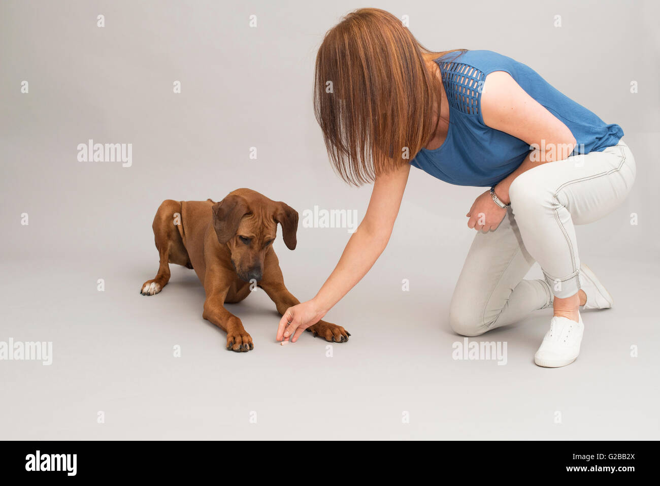 Rhodesian ridgeback dog during training session with owner ,studio shot ...