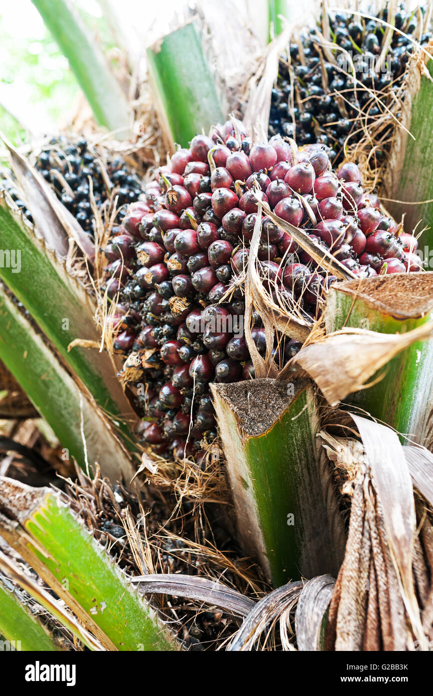 An Palm fruit in nature light Stock Photo - Alamy