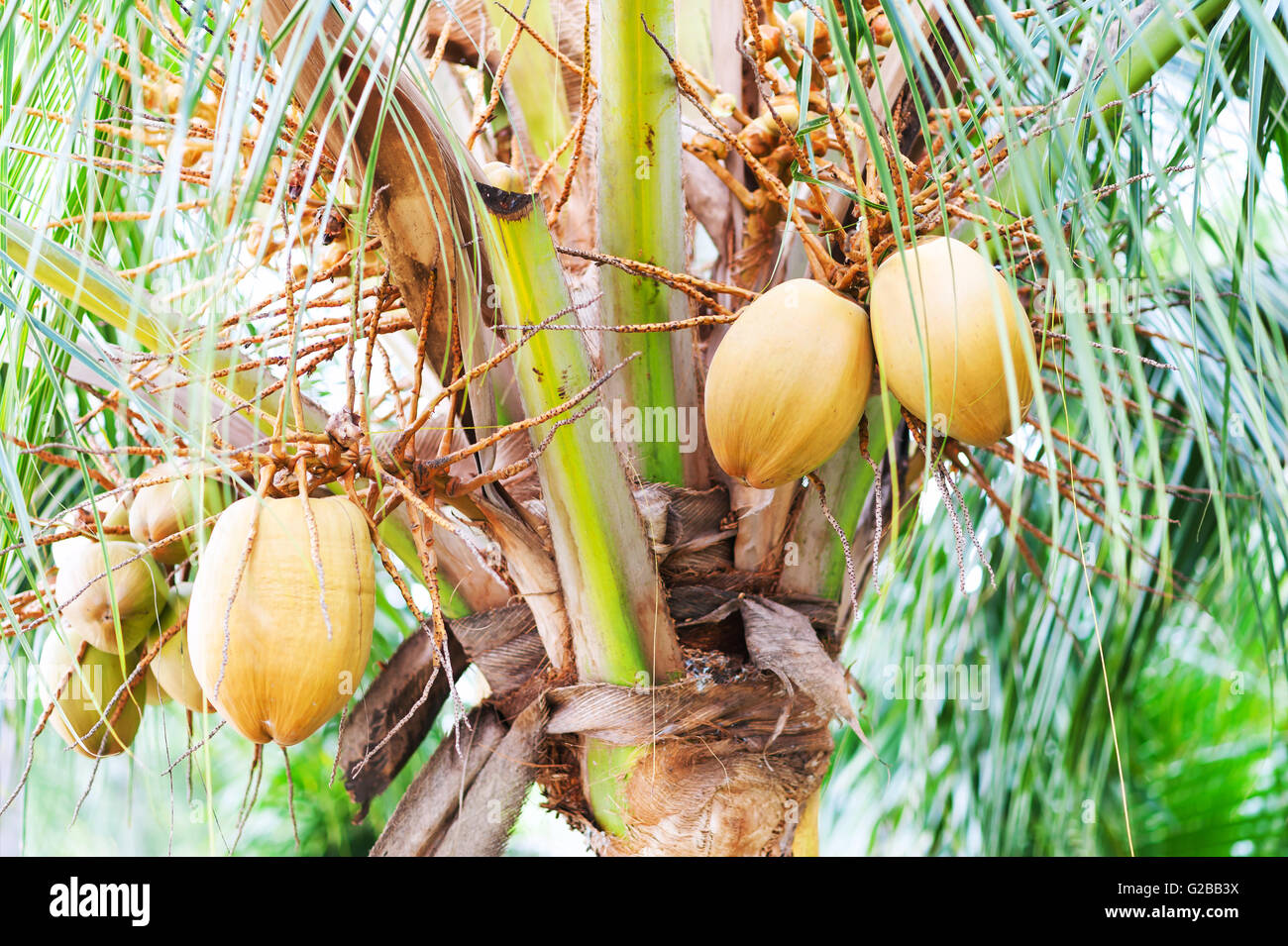 An Coconut tree in nature place Stock Photo - Alamy