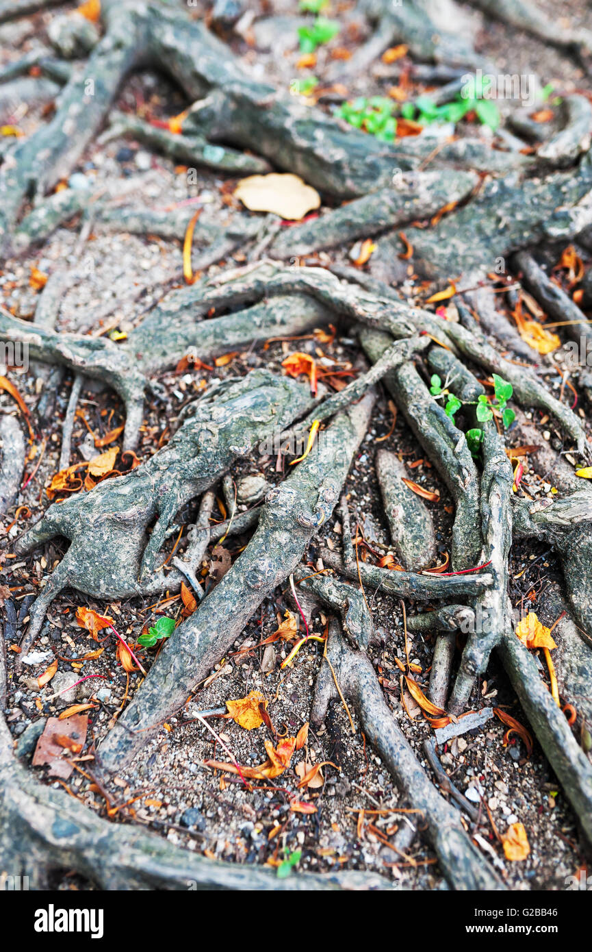 Nature merger hi-res stock photography and images - Alamy