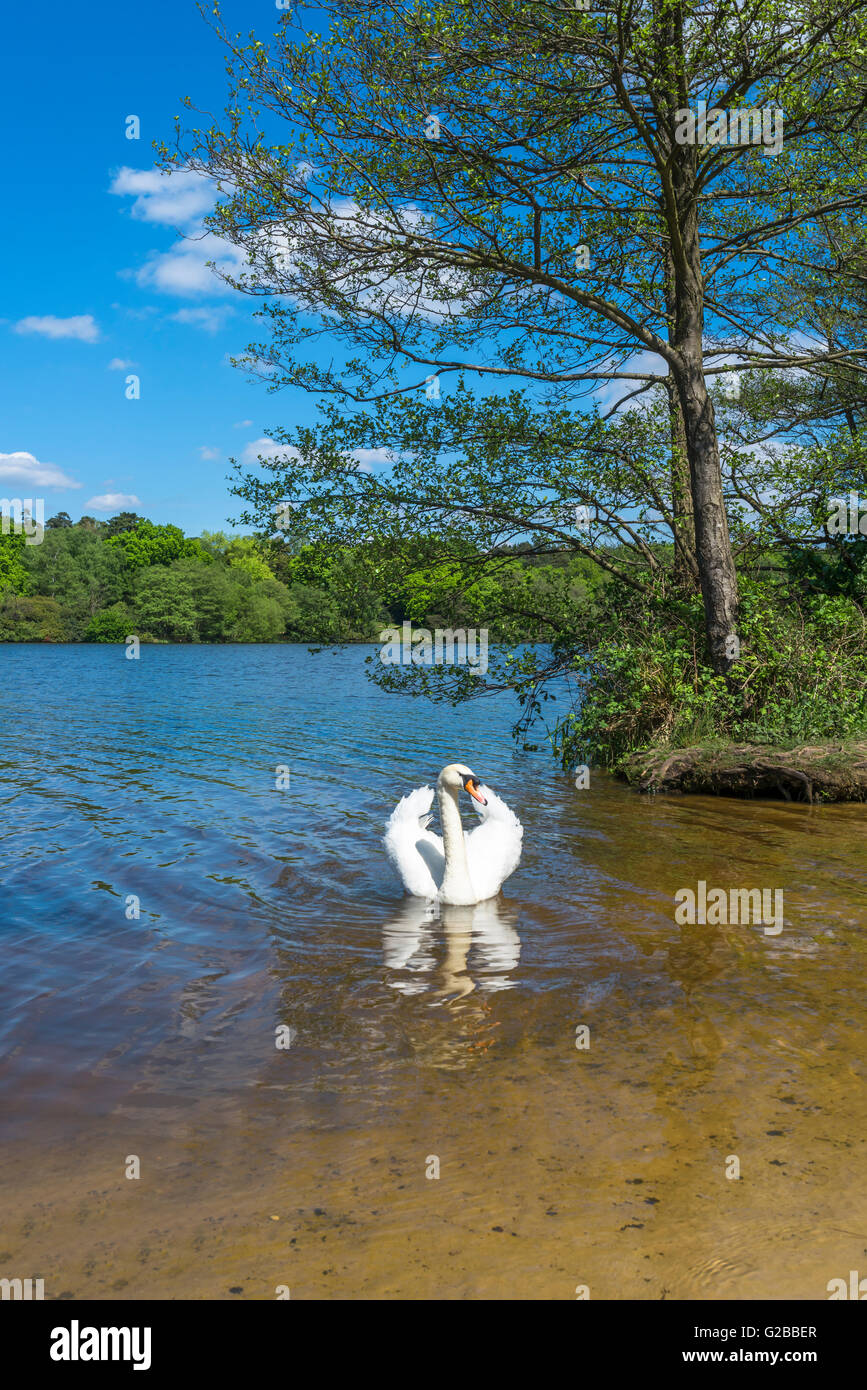 Virginia water berkshire england uk hi-res stock photography and images ...