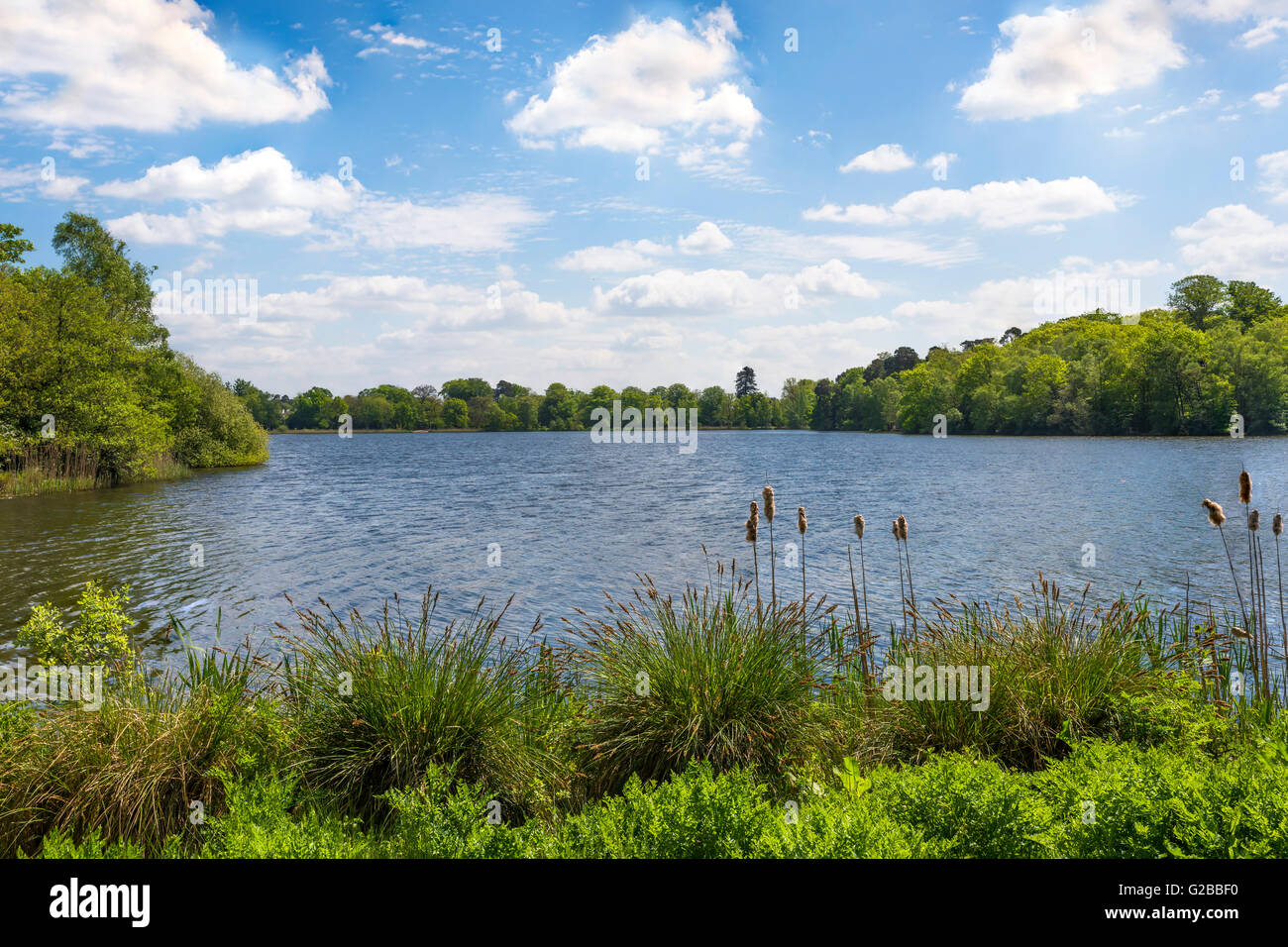 A lake in Virginia Water Park in Surrey, UK Stock Photo - Alamy