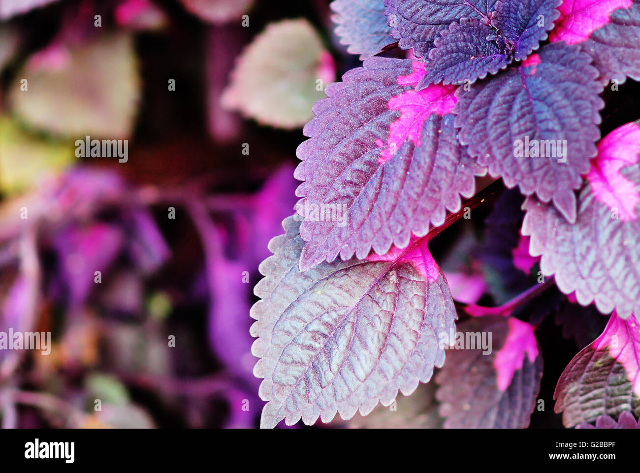 An Leaf violet in soft light Stock Photo - Alamy