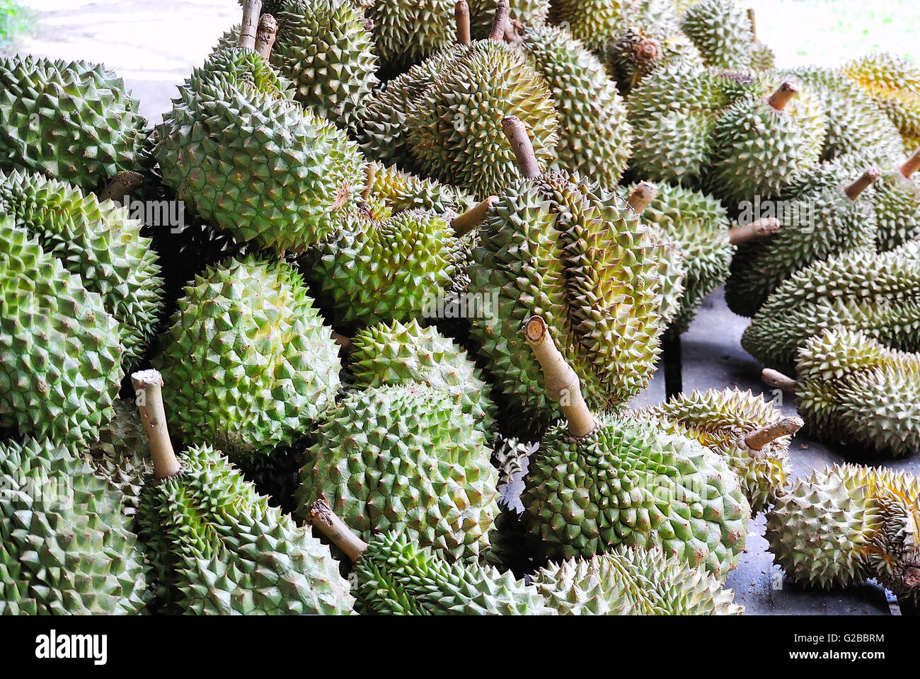 An Durian nature fruit in southeast asia Stock Photo - Alamy