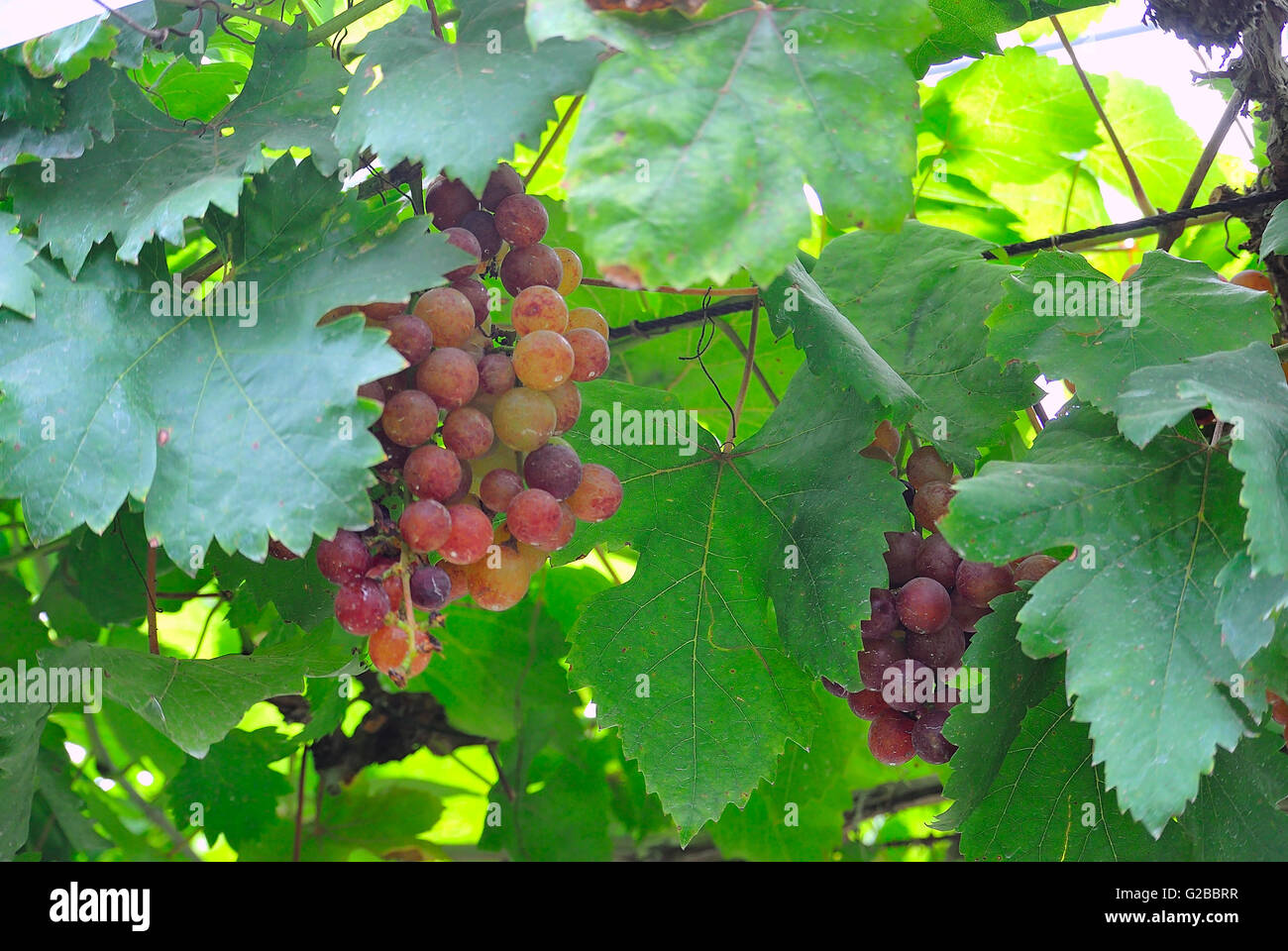 An grape fruit of nature in soft light Stock Photo - Alamy