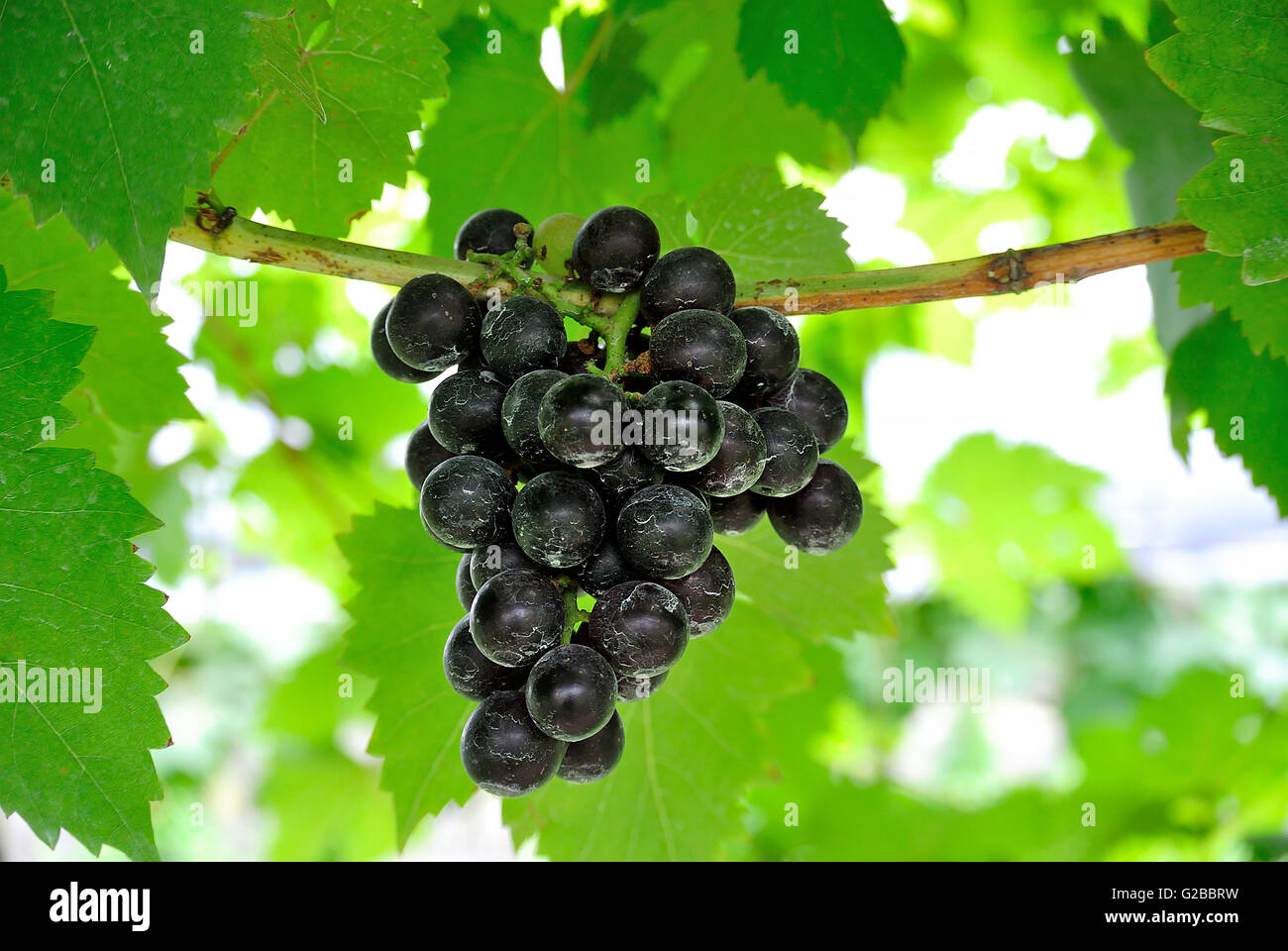 An grape fruit of nature in soft light Stock Photo - Alamy
