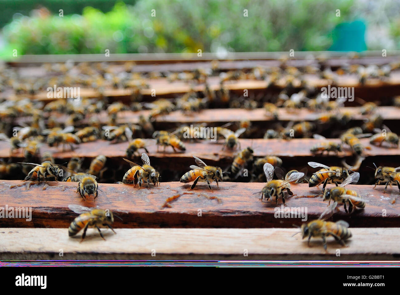 Human beehive hi-res stock photography and images - Alamy