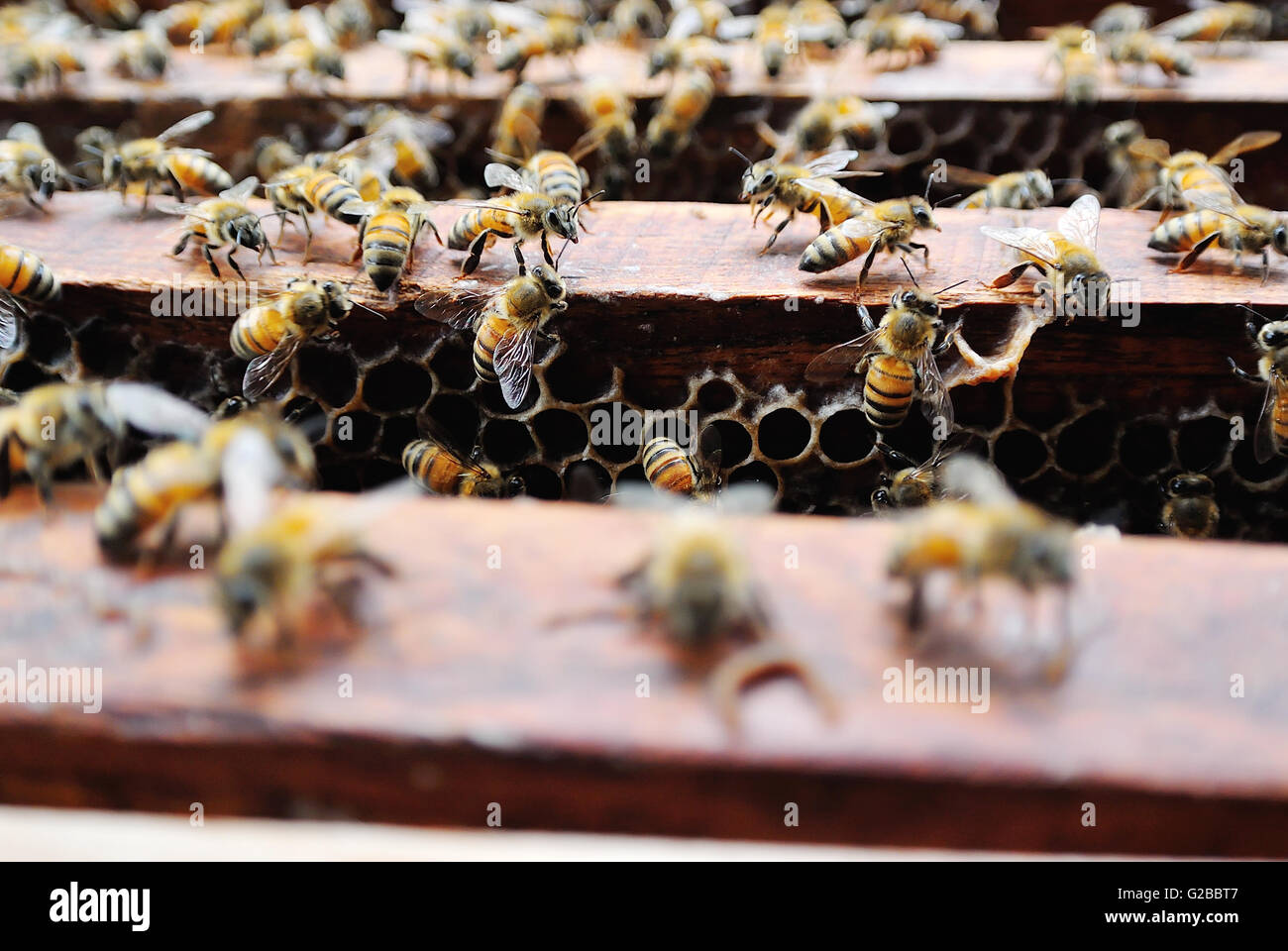 Human beehive hi-res stock photography and images - Alamy