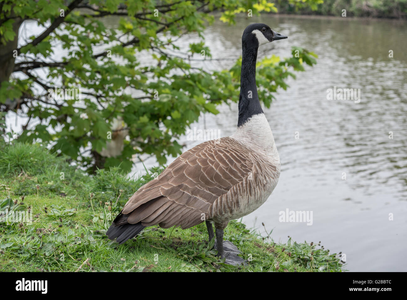 Canadian goose hi-res stock photography and images - Alamy