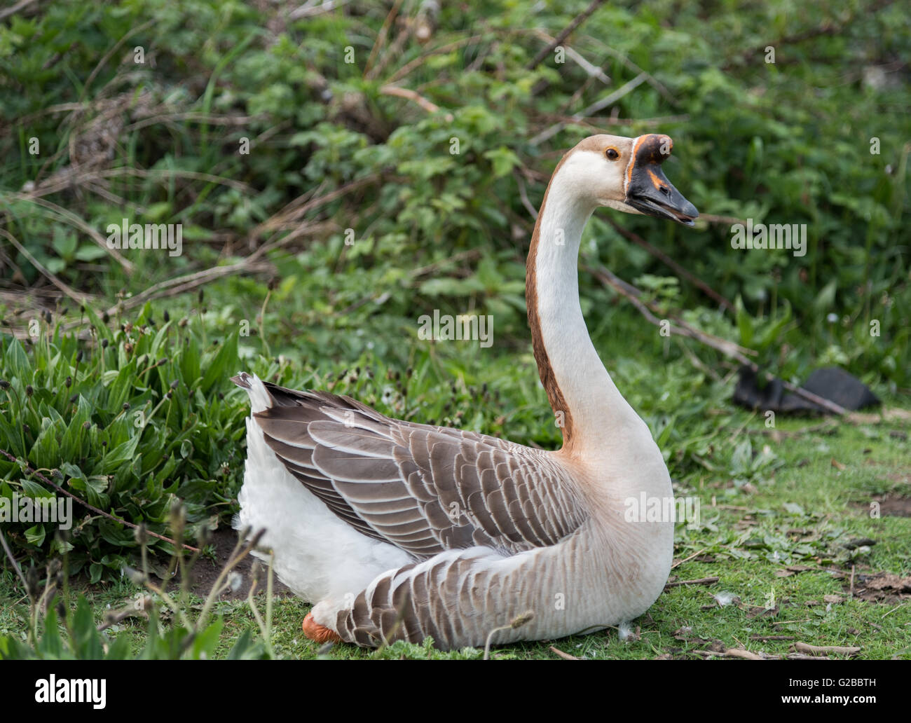 Swan Goose resting Stock Photo - Alamy