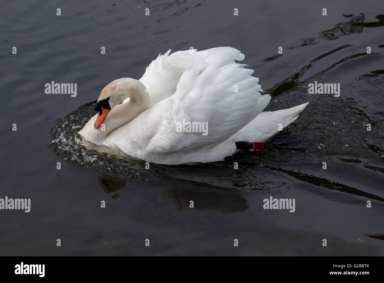 Sonic image hi-res stock photography and images - Alamy
