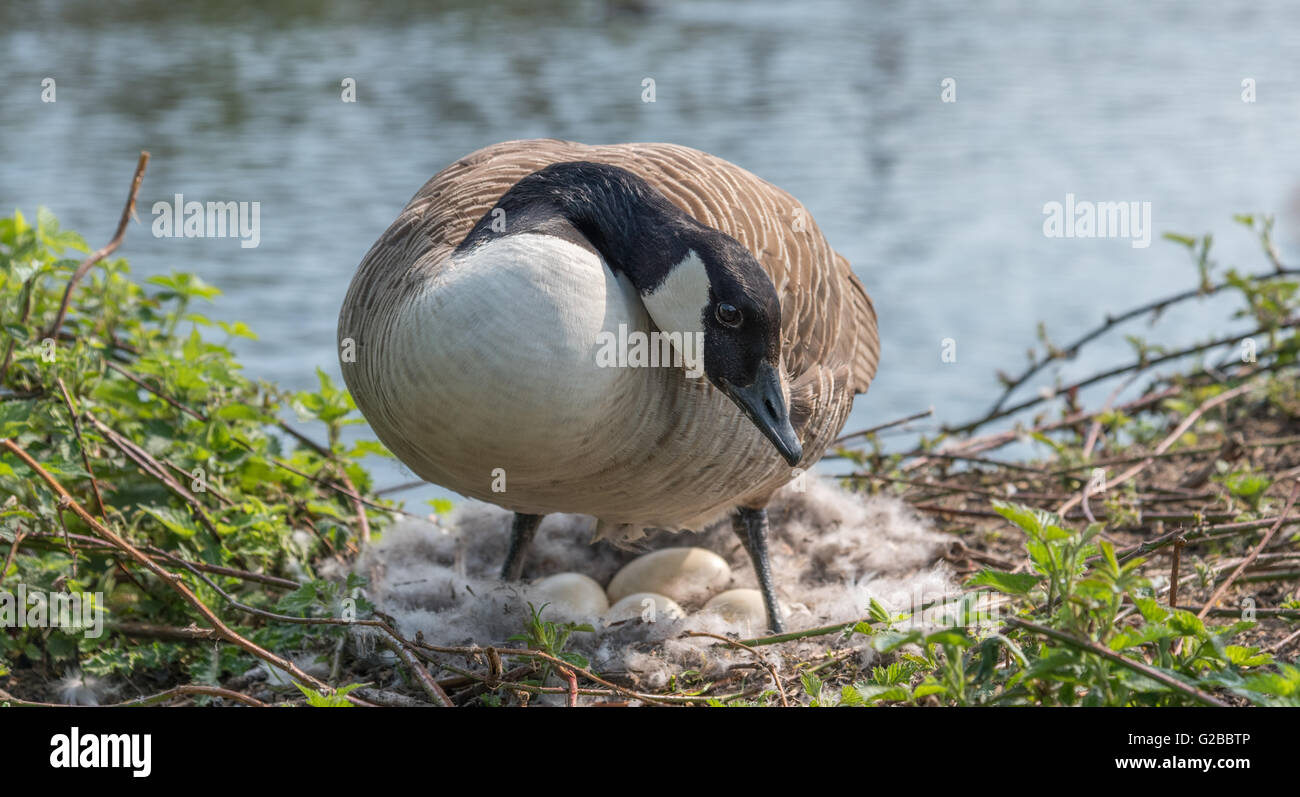 Goose standing guard hi-res stock photography and images - Alamy