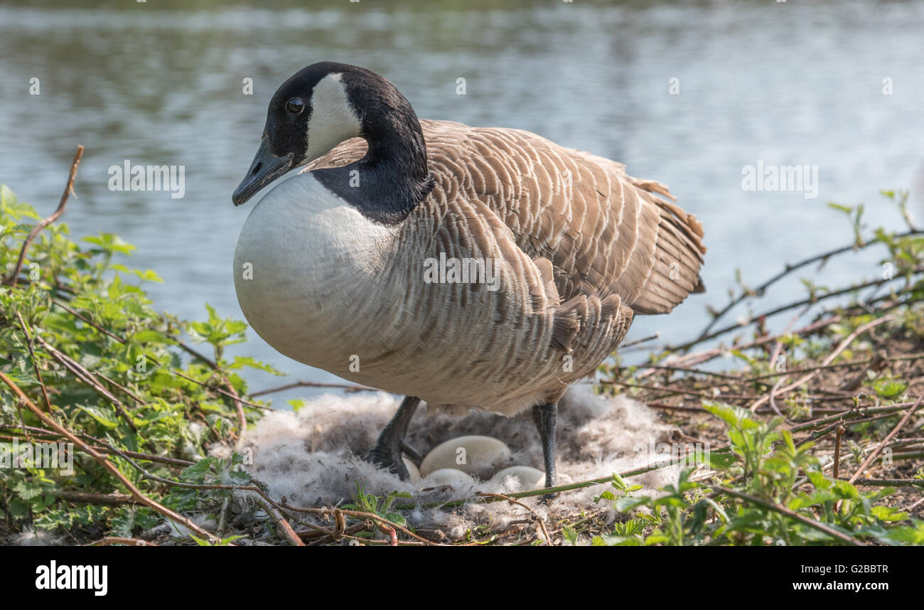 Canadian goose nest hi-res stock photography and images - Alamy