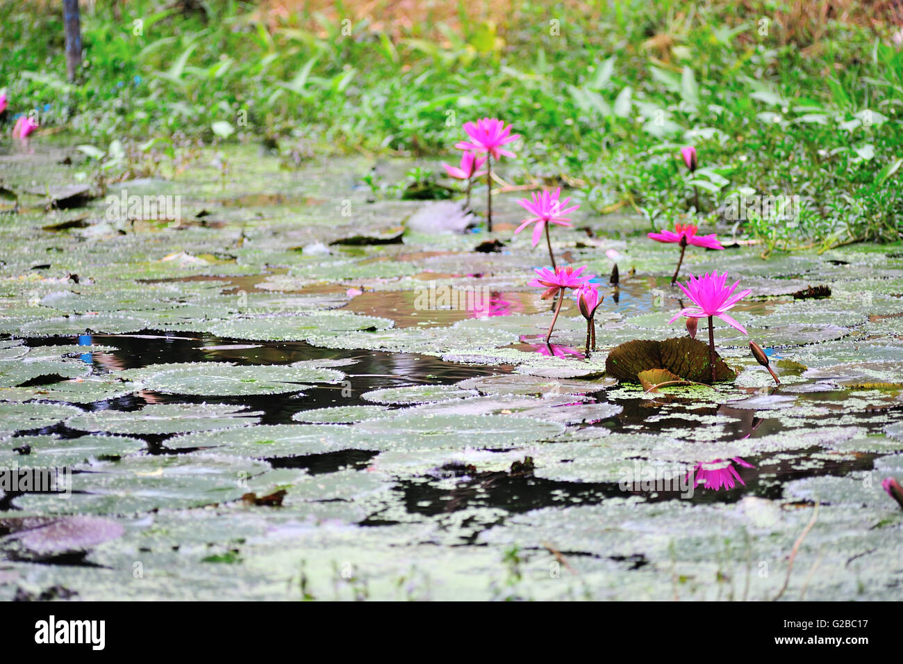 The lotus in the pool hi-res stock photography and images - Alamy
