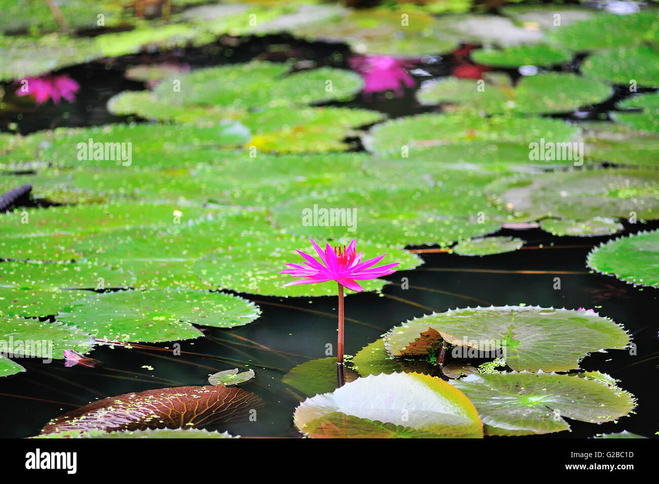 Lotus in nature pool in sun light Stock Photo - Alamy