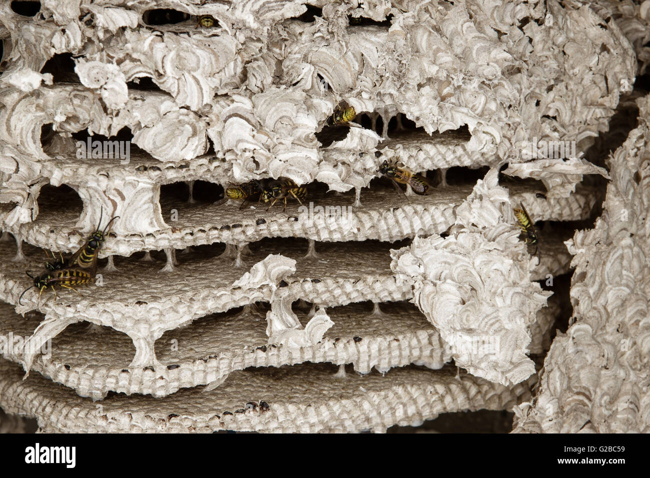 Close up image of the inside of a wasps nest with wasps Stock Photo - Alamy