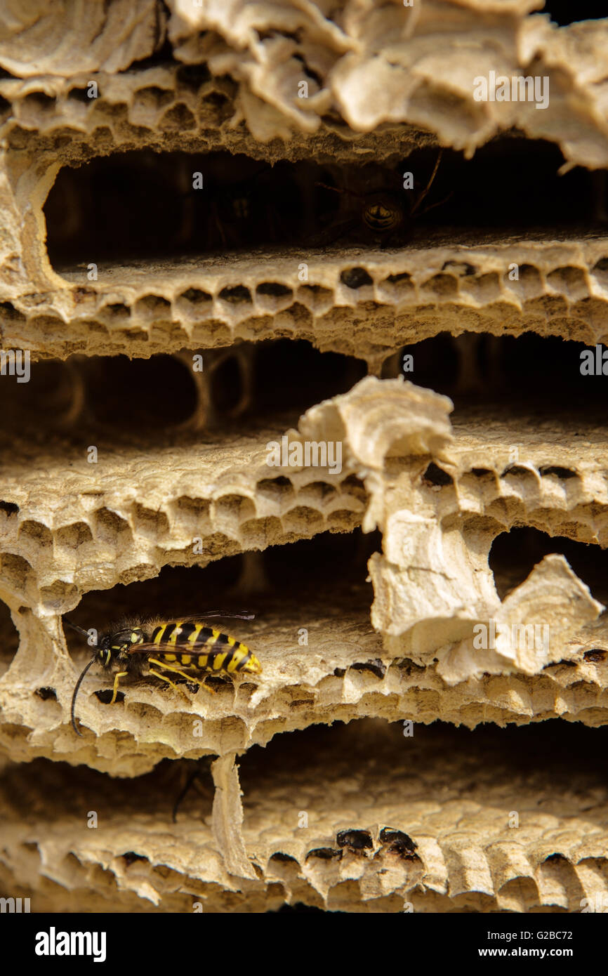 Close up image of the internal structure of a wasps nest Stock Photo ...
