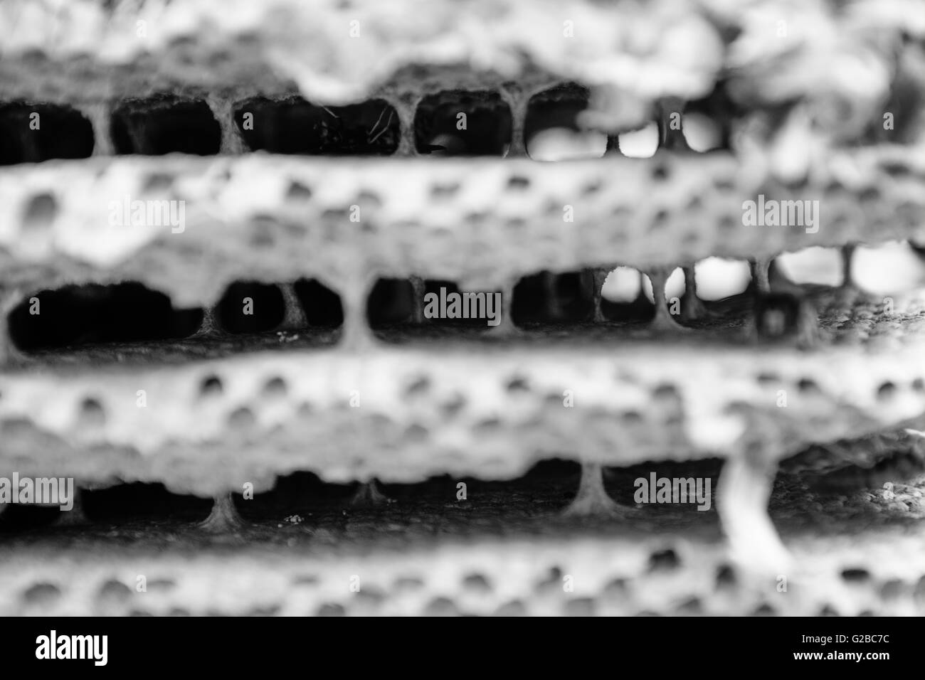 Close up image of the internal structure of a wasps nest Stock Photo ...