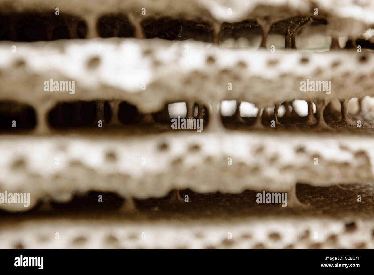 Close up image of the internal structure of a wasps nest Stock Photo ...