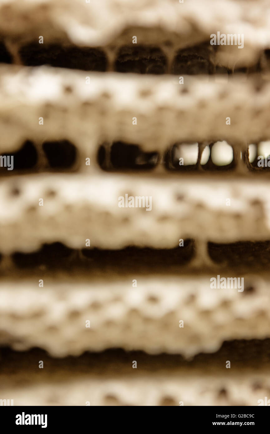 Close up image of the internal structure of a wasps nest Stock Photo ...