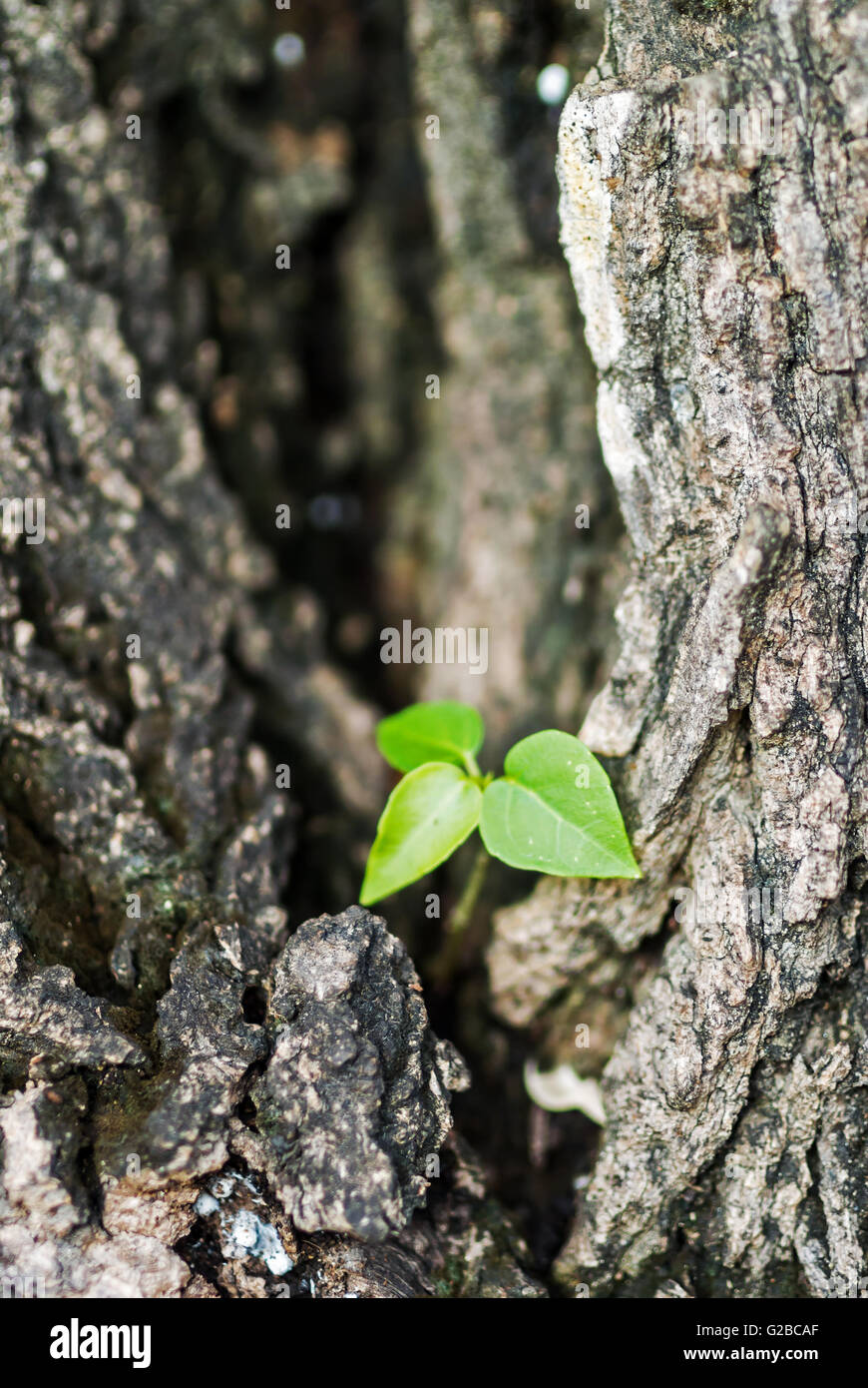 Small tree on big tree new generation Stock Photo - Alamy