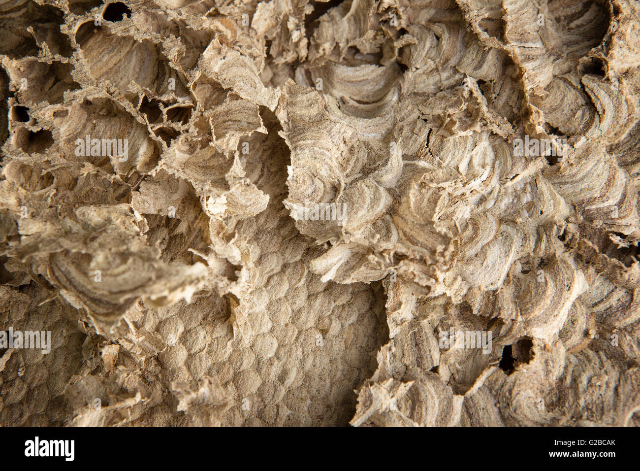 Close up image of the structure inside a wasps nest Stock Photo - Alamy