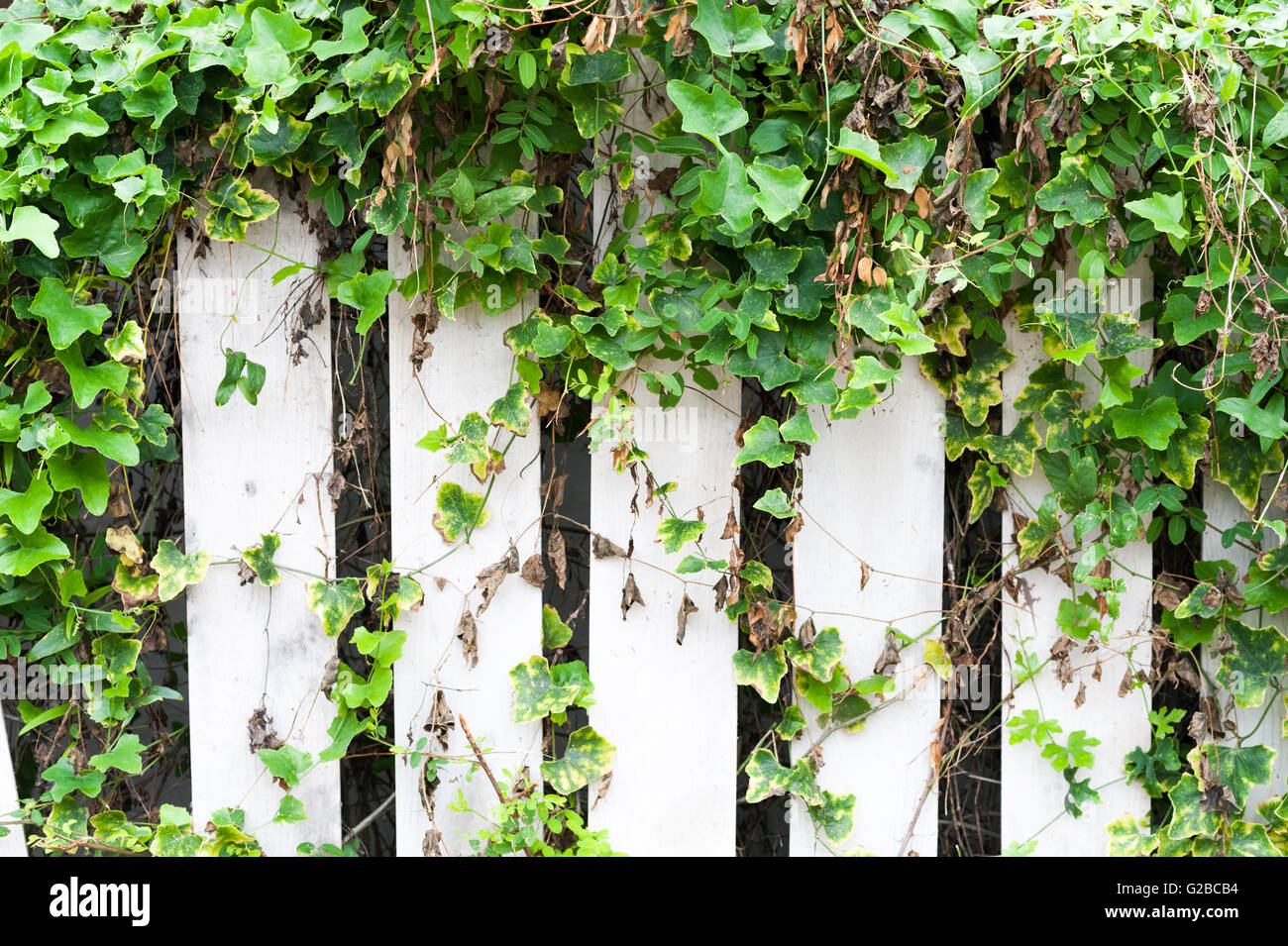 An Leaf wall in sun light Stock Photo - Alamy