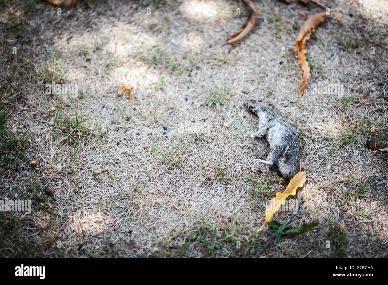 Dead rat in green grass die place Stock Photo - Alamy