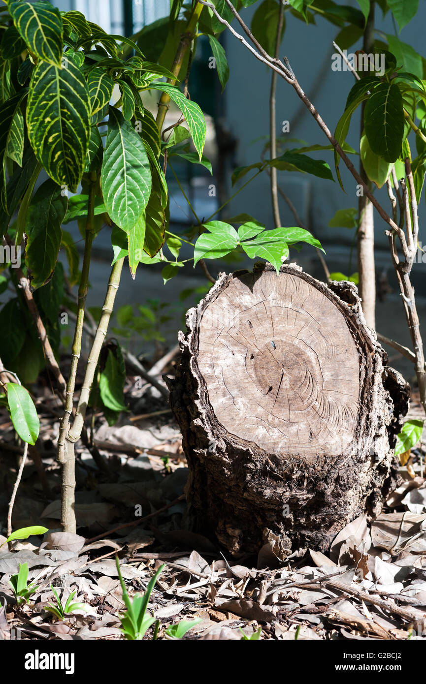 An Dead tree in nature place Stock Photo - Alamy