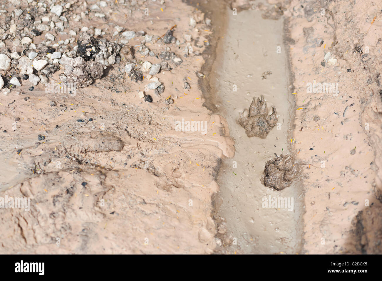 An Footprints of a animal on ground Stock Photo - Alamy