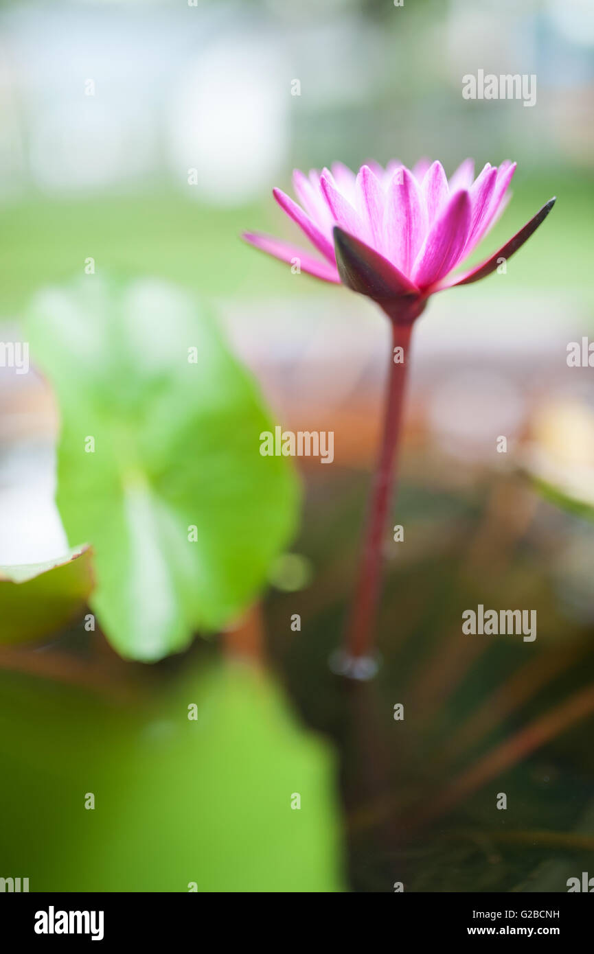 Pool of sun hi-res stock photography and images - Alamy