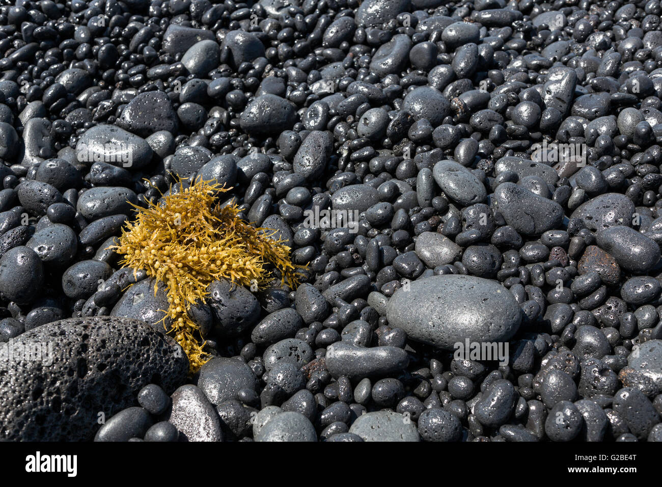 Black seaweed hi-res stock photography and images - Alamy