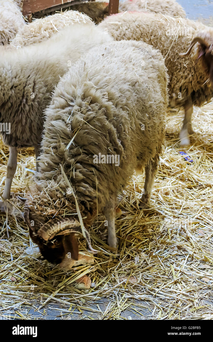 Town sheep hi-res stock photography and images - Alamy