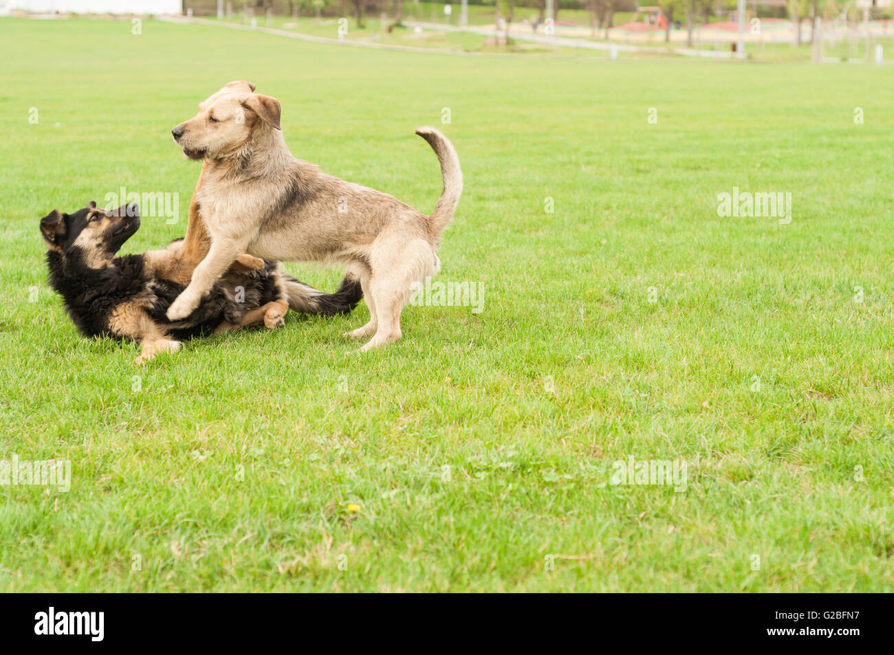 Two lovely dogs having a great time outside in the nature on sunny day ...