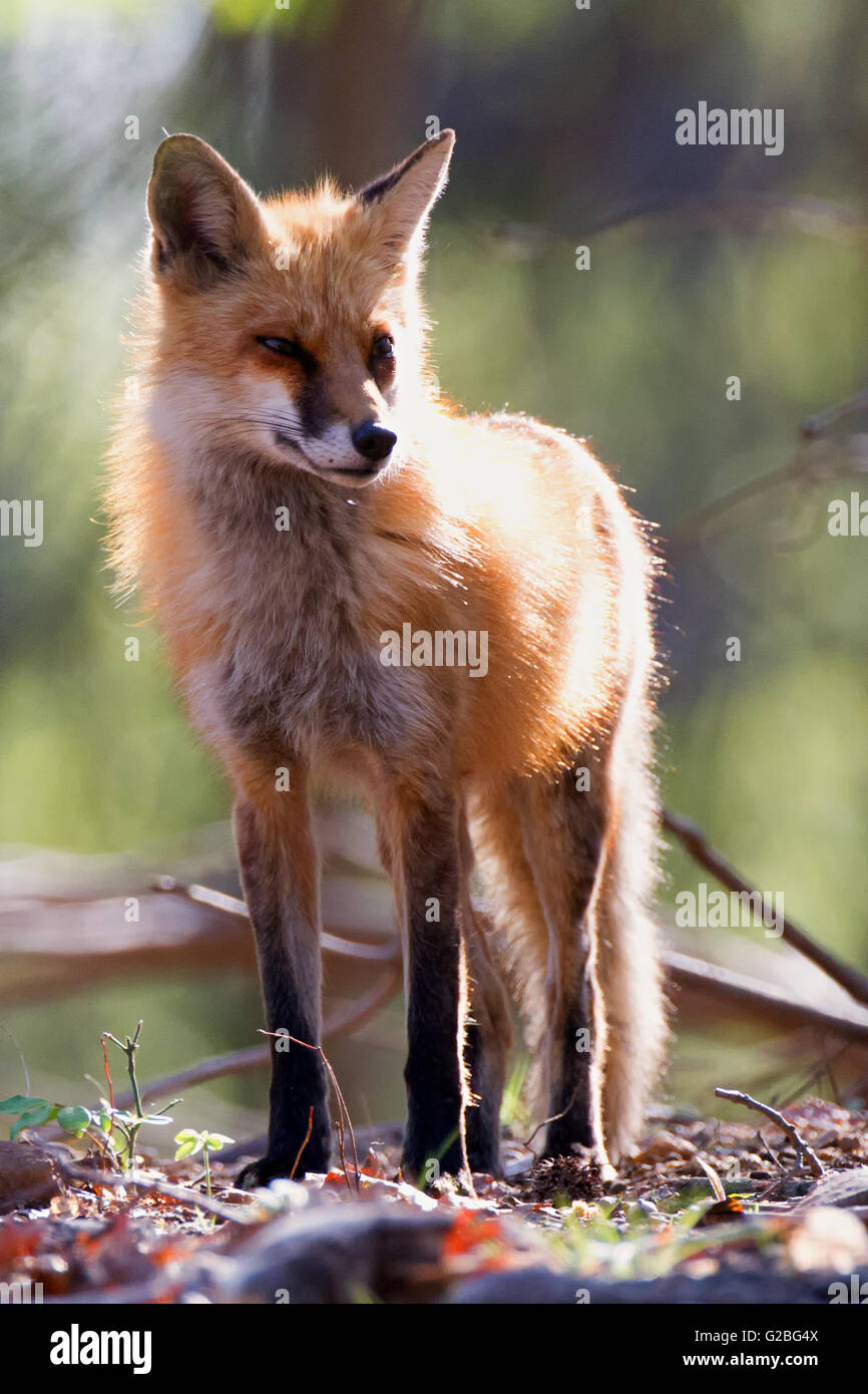 twiggy the red fox squinting in the sun Stock Photo - Alamy