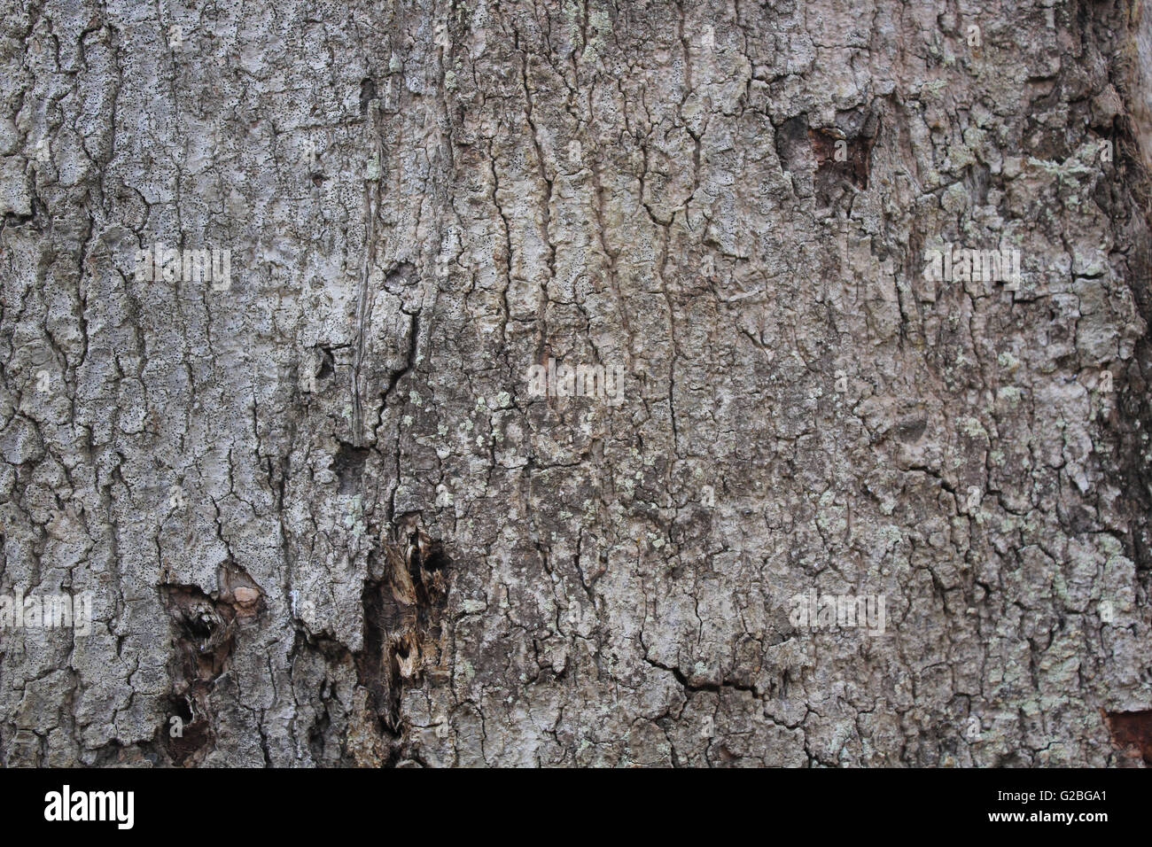 Bark of tree Stock Photo - Alamy