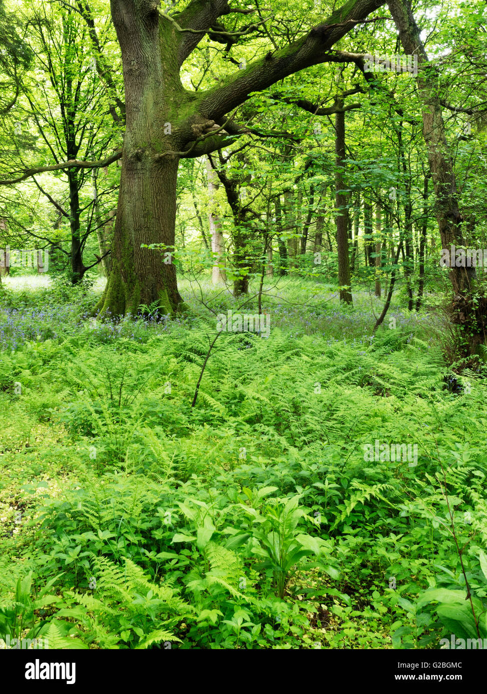 Fresh Forest Ferns beneath a Tree in Middleton Woods Ilkley West ...
