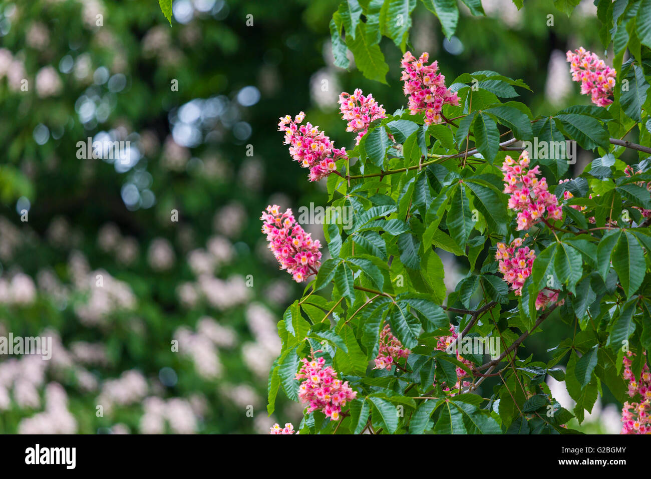 Spring white blossom chesnut hi-res stock photography and images - Alamy