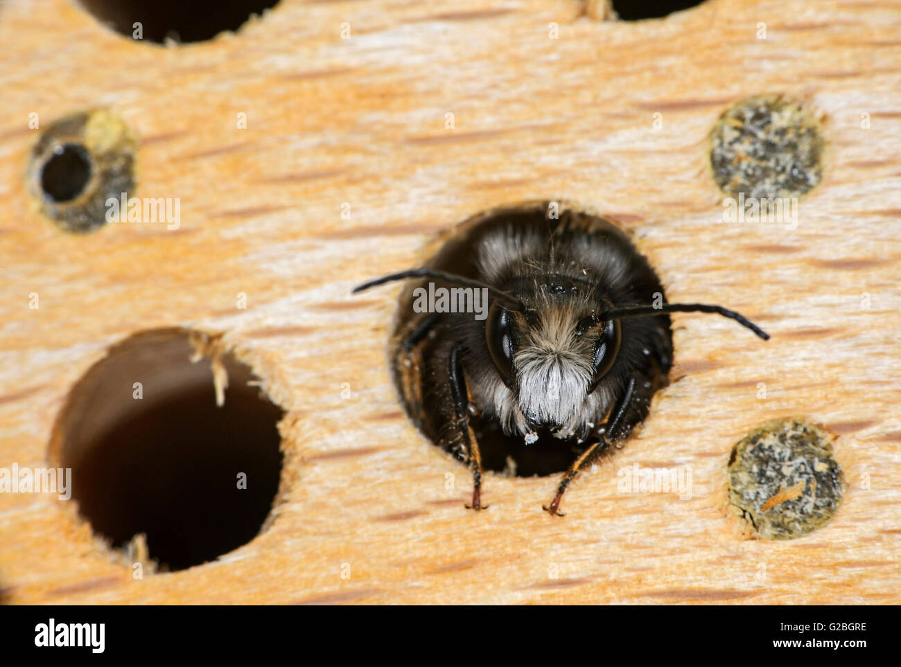 Hatching red mason bee (Osmia bicornis), familiy of Megachilidae ...