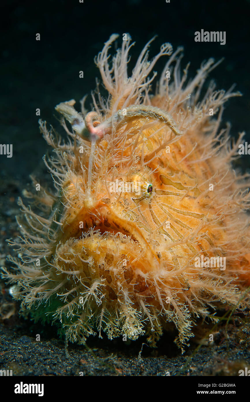Shaggy frogfish or Hispid frogfish (Antennarius hispidus), Great ...