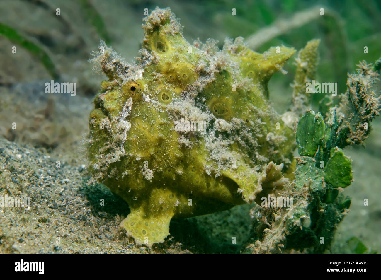 Painted Frogfish