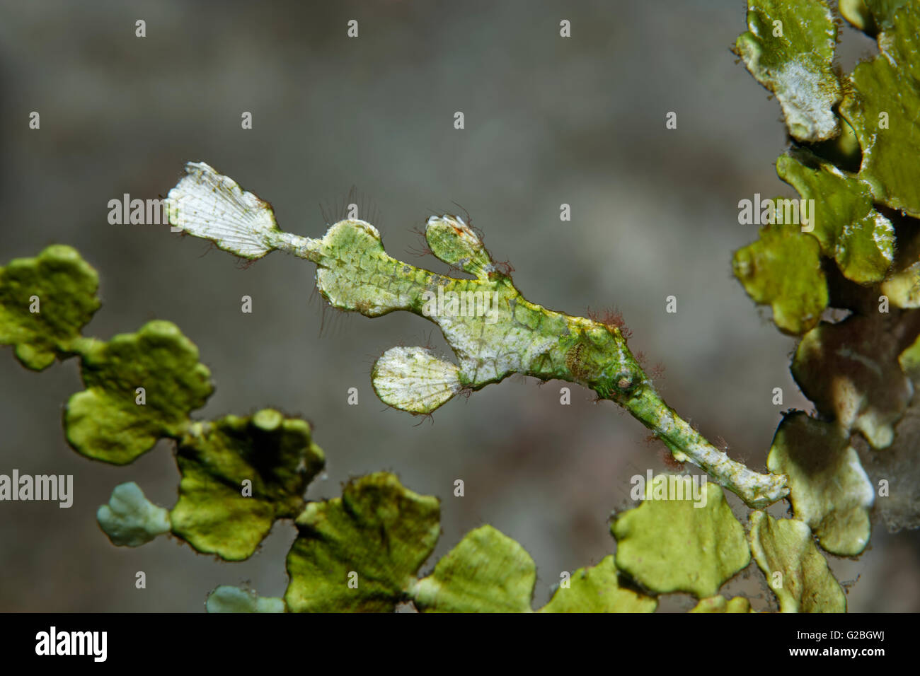 Halimeda ghost pipefish (Solenostomus halimeda), Great Barrier Reef ...
