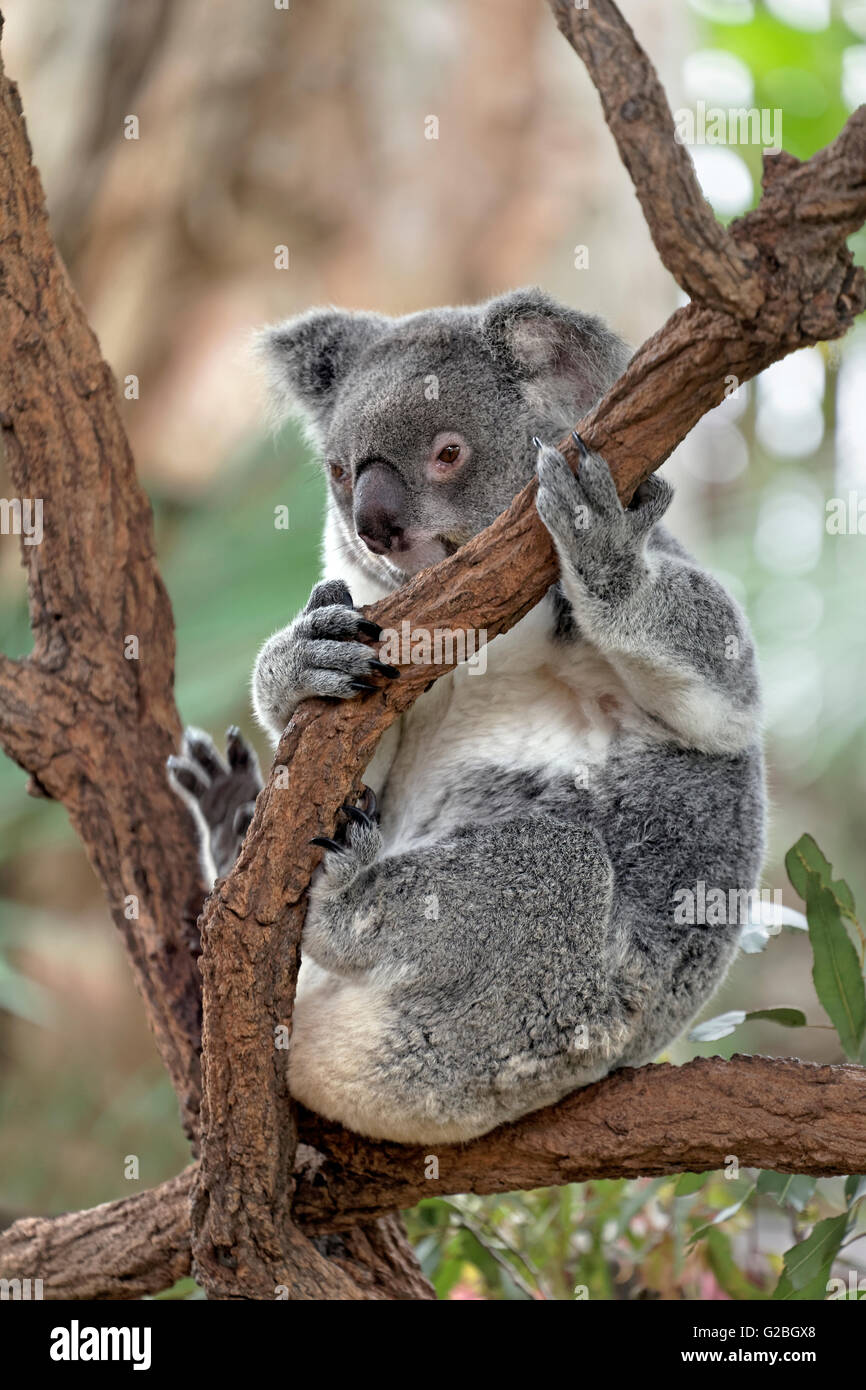 Koala sitting in tree hi-res stock photography and images - Alamy