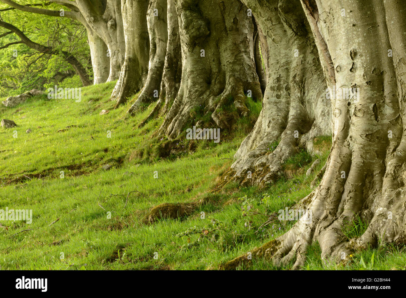 Draycott somerset hi-res stock photography and images - Alamy