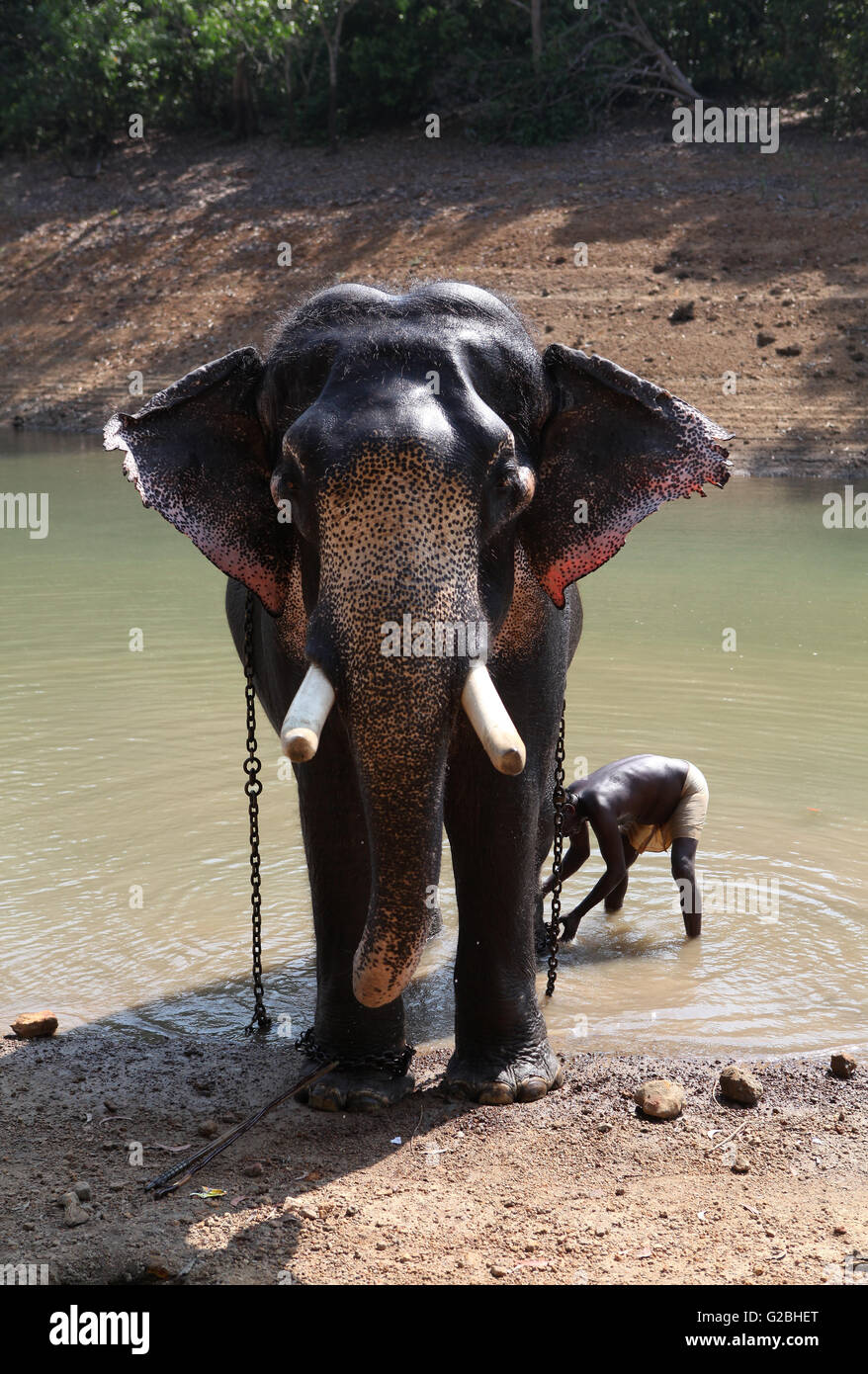 Elephant foot stick hi-res stock photography and images - Alamy