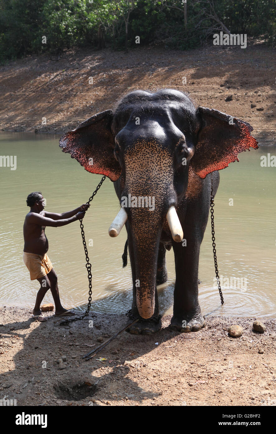 Cleaning an elephant hi-res stock photography and images - Alamy