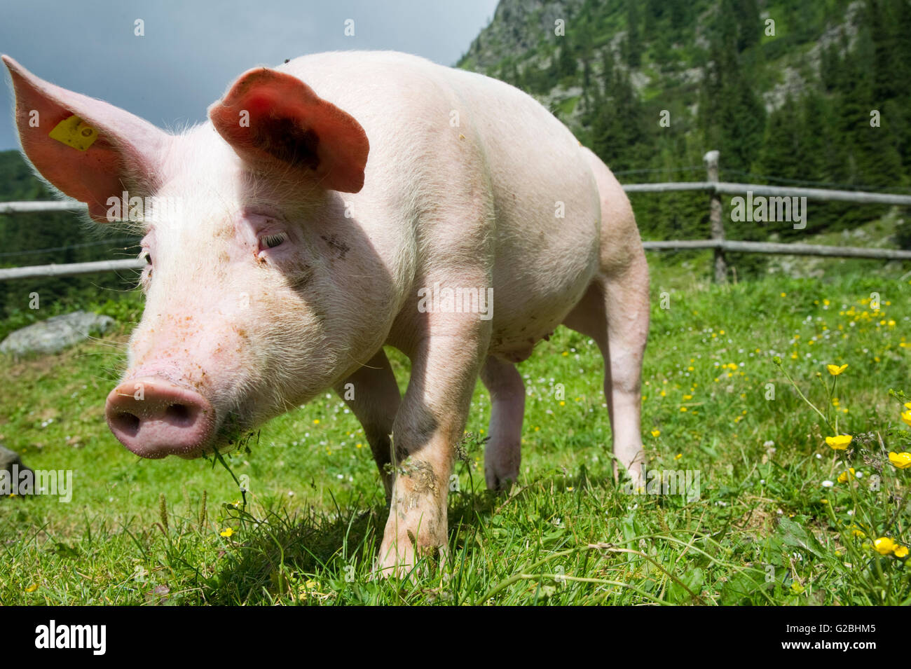 Domestic Pig (Sus scrofa domestica) on a meadow Stock Photo - Alamy