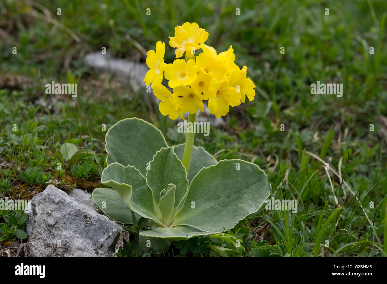 Bear's ear primula auricula hi-res stock photography and images - Alamy