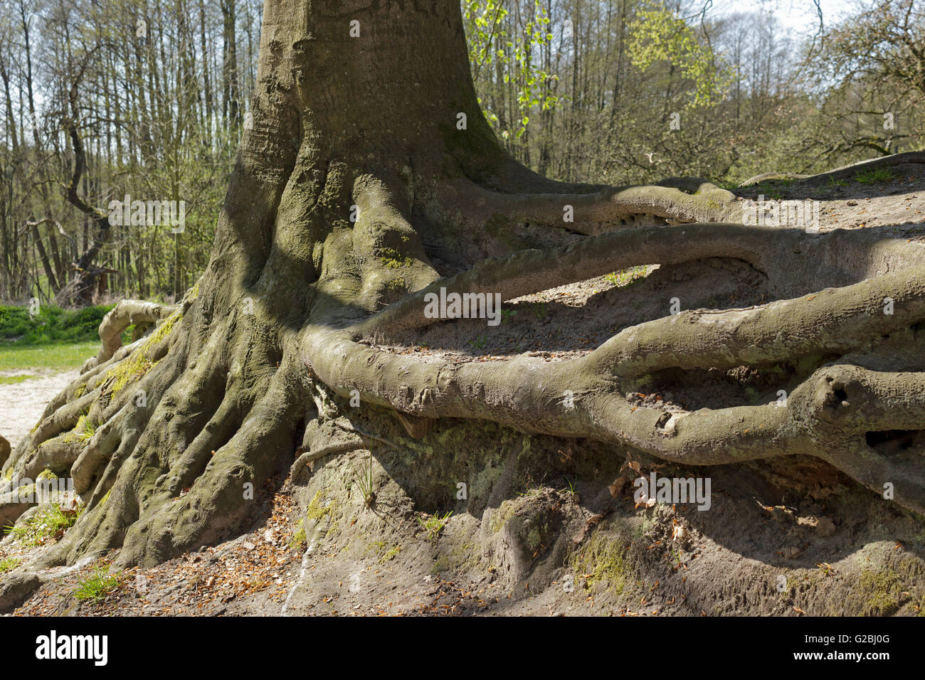 roots of a tree Stock Photo - Alamy