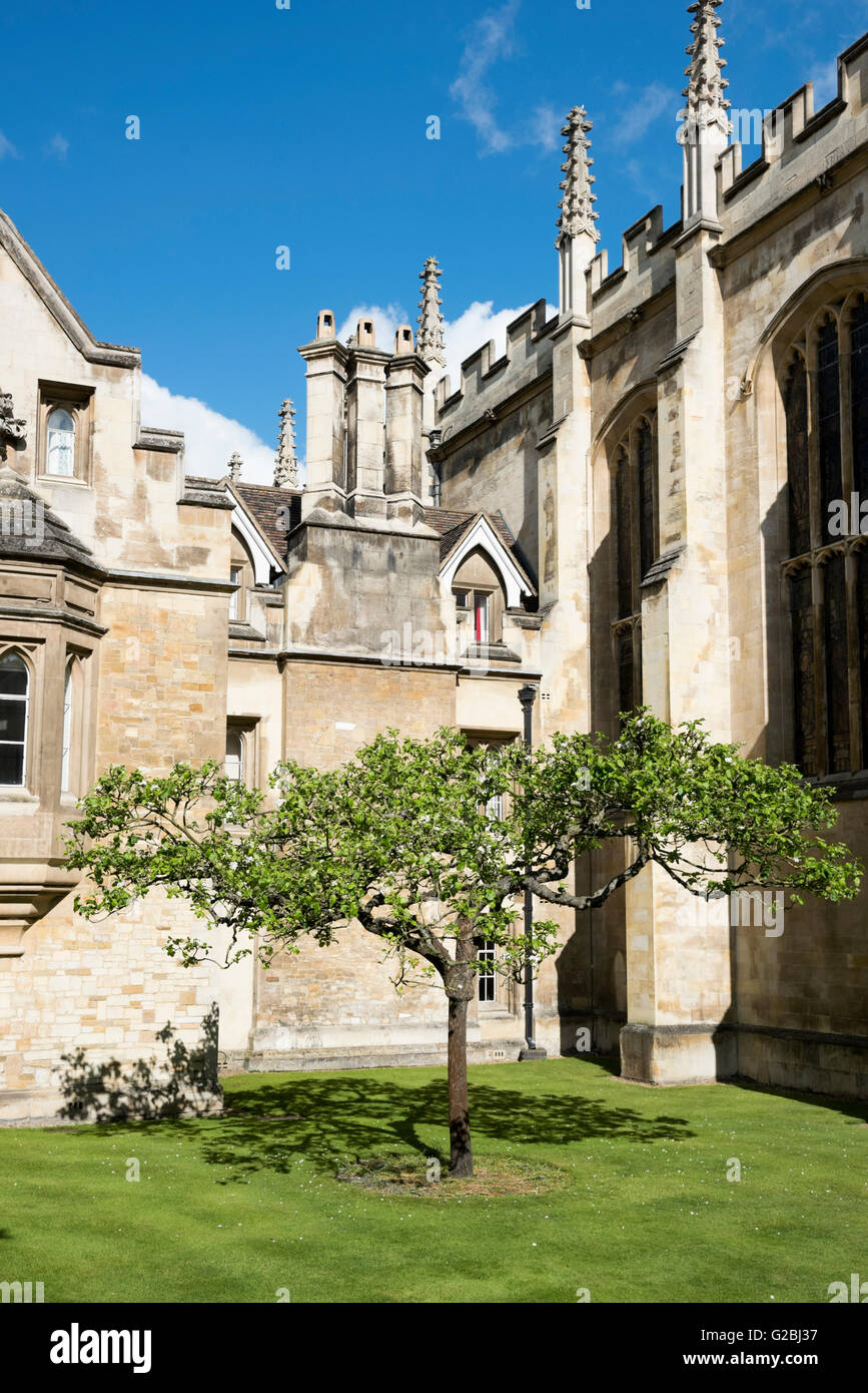 A tree in the garden with lawn at the front of Trinity College ...